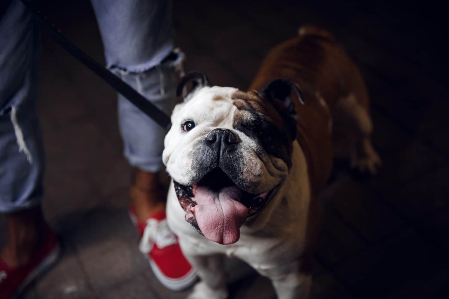 Tips for Walking Your Dog at Night