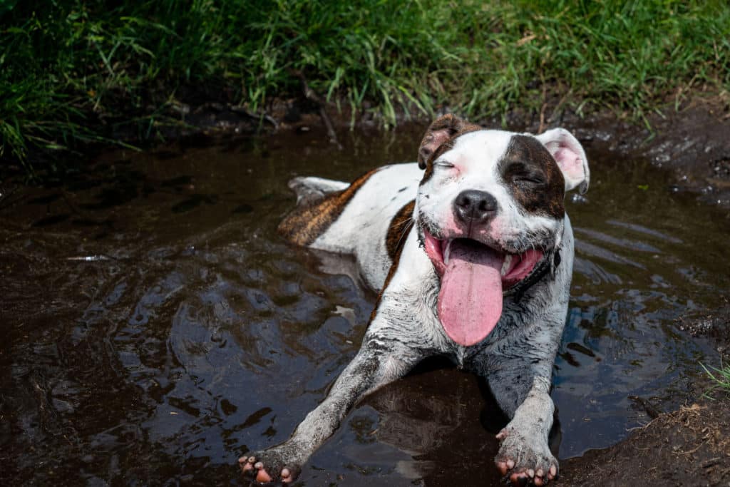 Mud Bath for Dogs | Benefits of Bathing your Dog with Mud