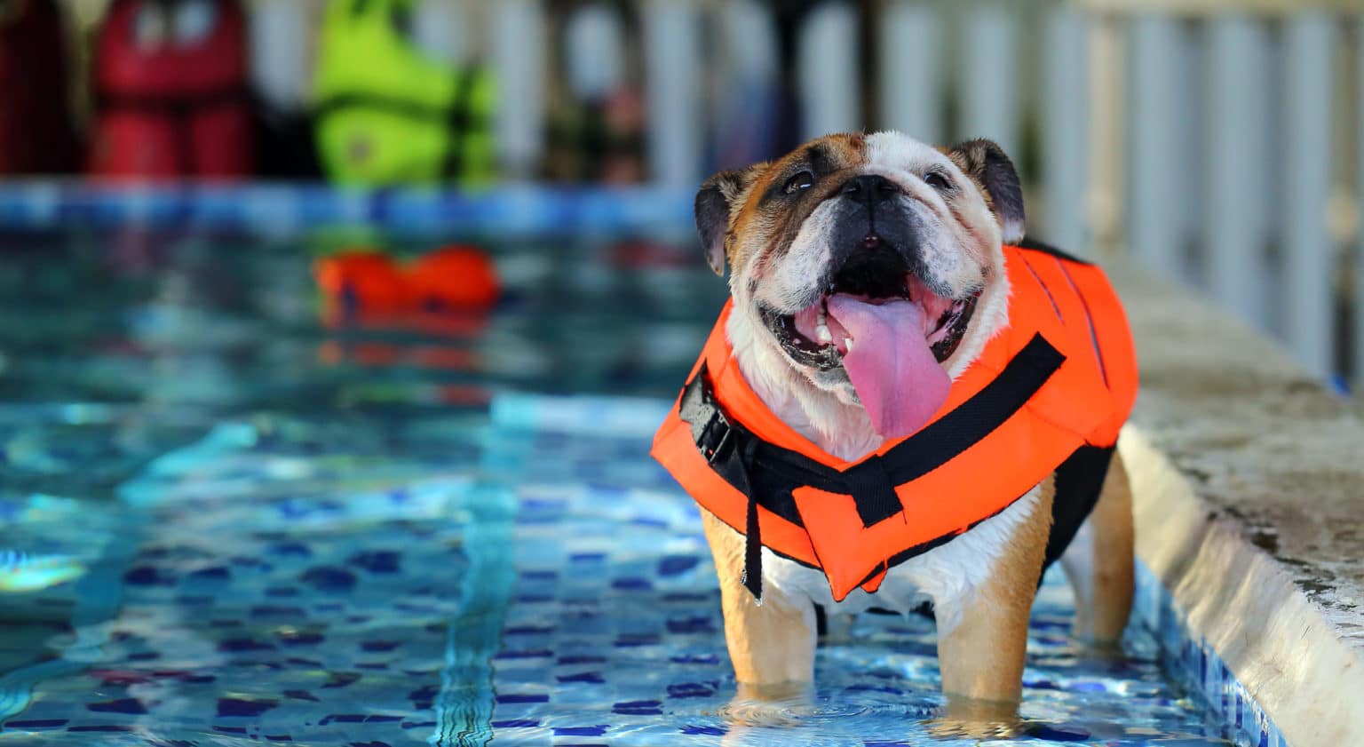 The Pros of Swimming for Dogs - Very Important Paws