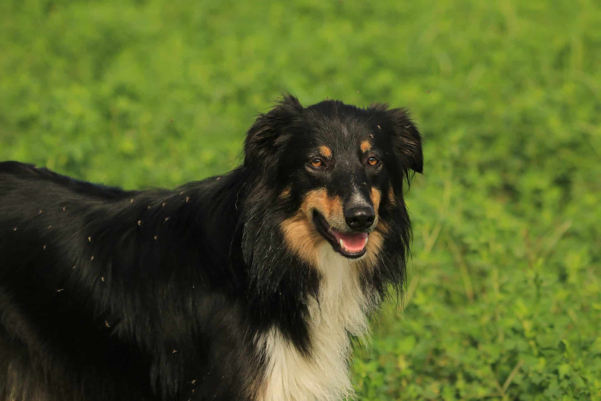 Protecting Your Pup from Mosquitoes - Very Important Paws