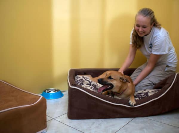 VIP Dog Hotel West Palm Beach | Luxury Boarding for Your Pup