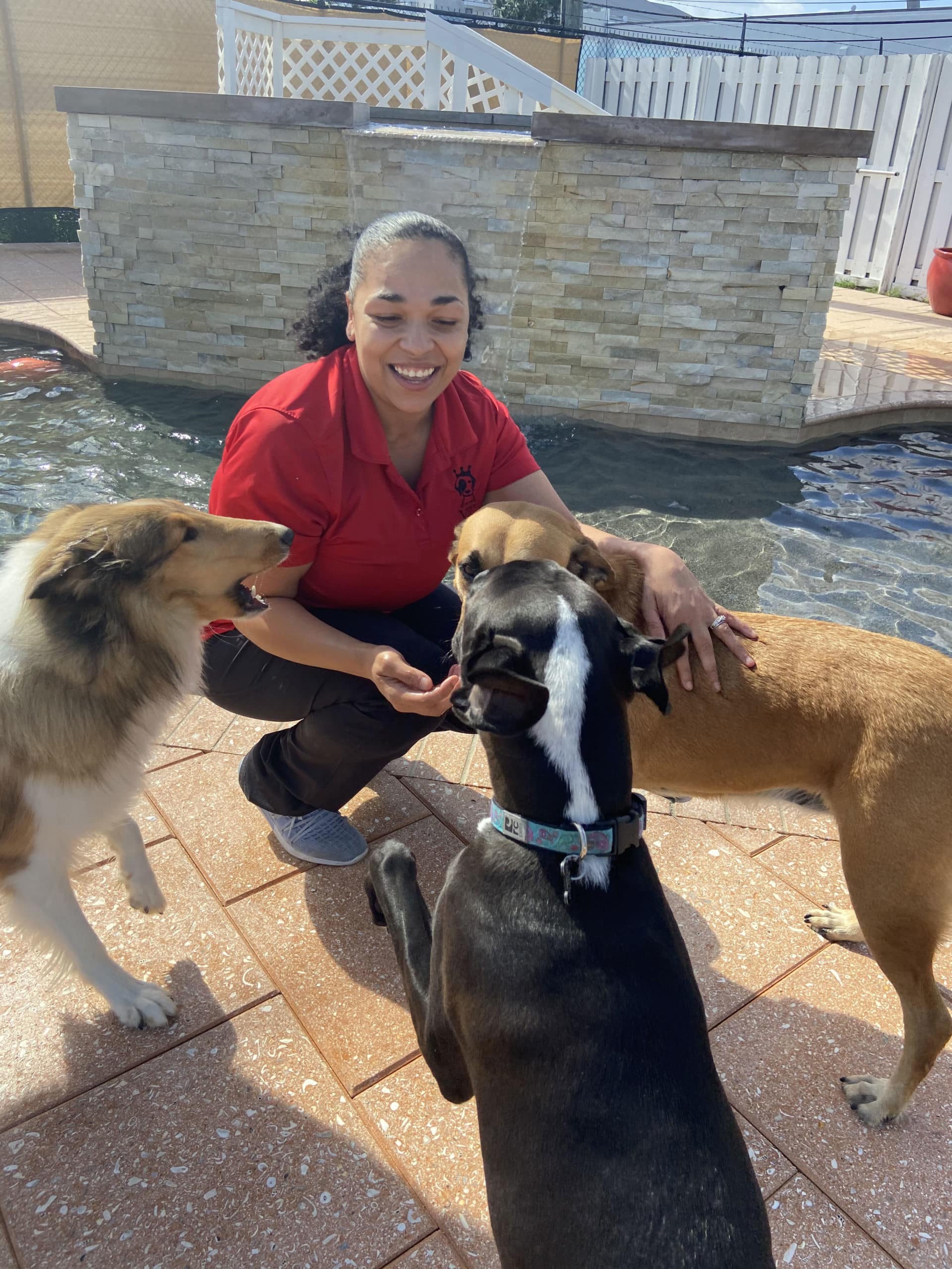 West Palm Beach Premier Dog Daycare, Hotel and Grooming | VIP