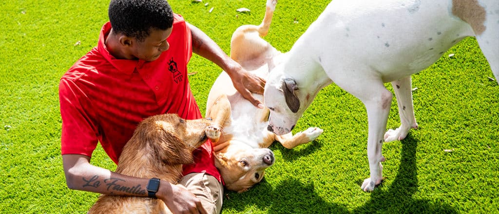 VIP Dog Day Camp: Fun & Engaging Activities for Dogs