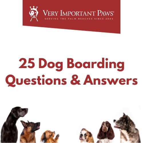 Top 25 Dog Boarding Questions And Answers From A Pet Hotel