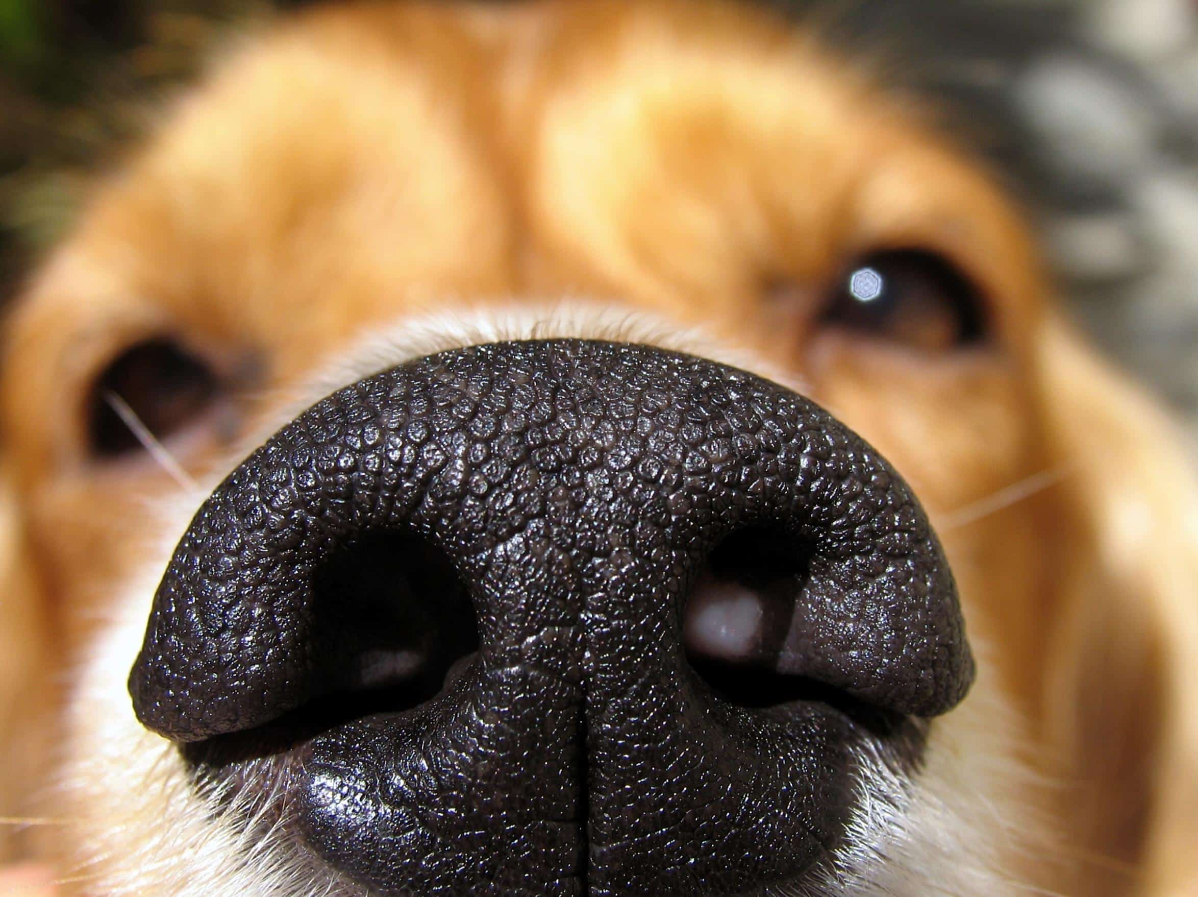 Scent Games Your Dog Will Love Very Important Paws scent-games-your-dog-will-love-very-important-paws