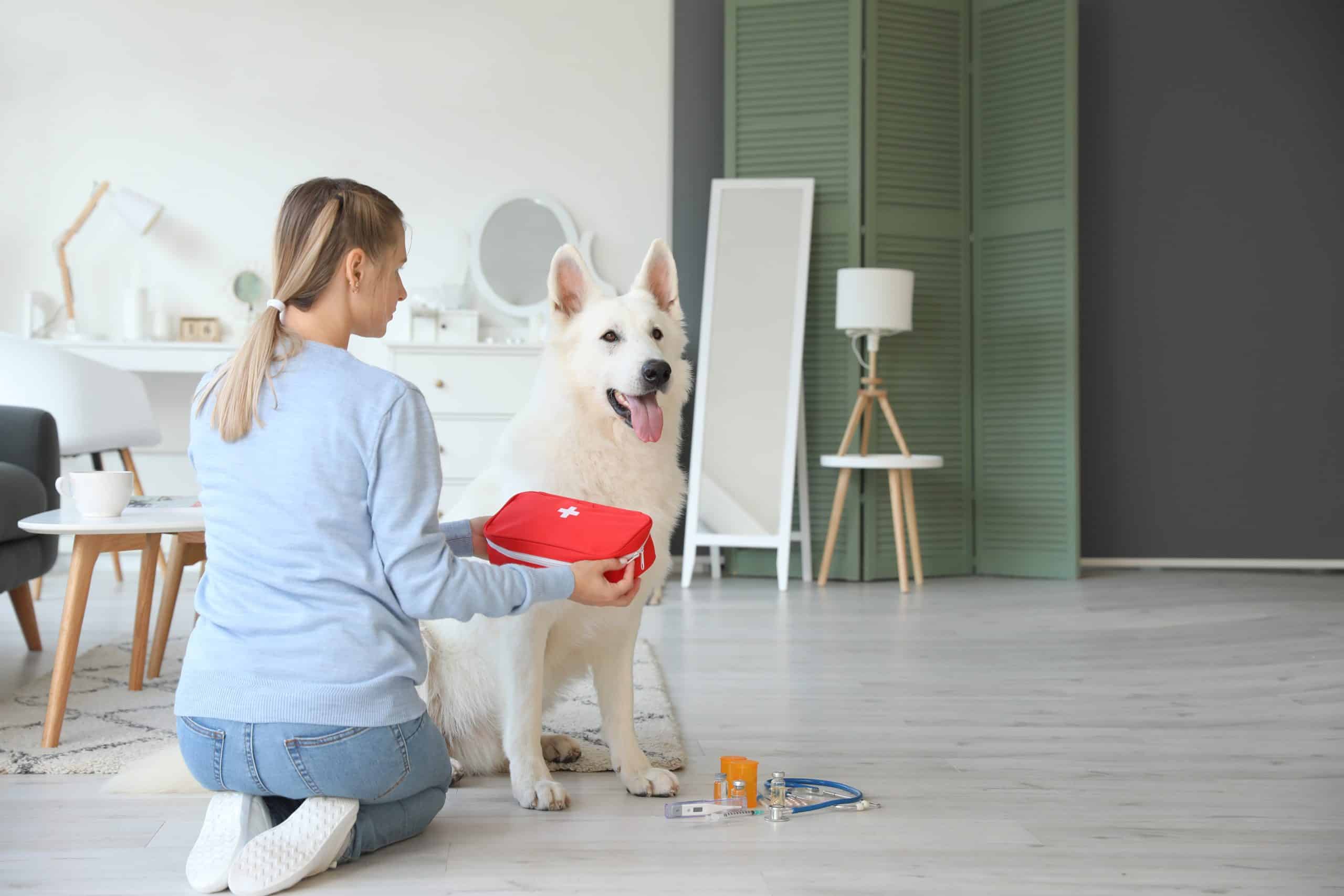 How to Create Your Own Pet Disaster Preparedness Kit