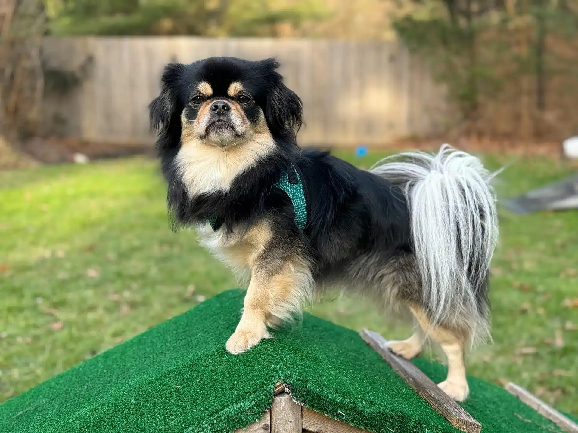 Keep Your Dog Safe and Secure: Importance of Dog Kennel