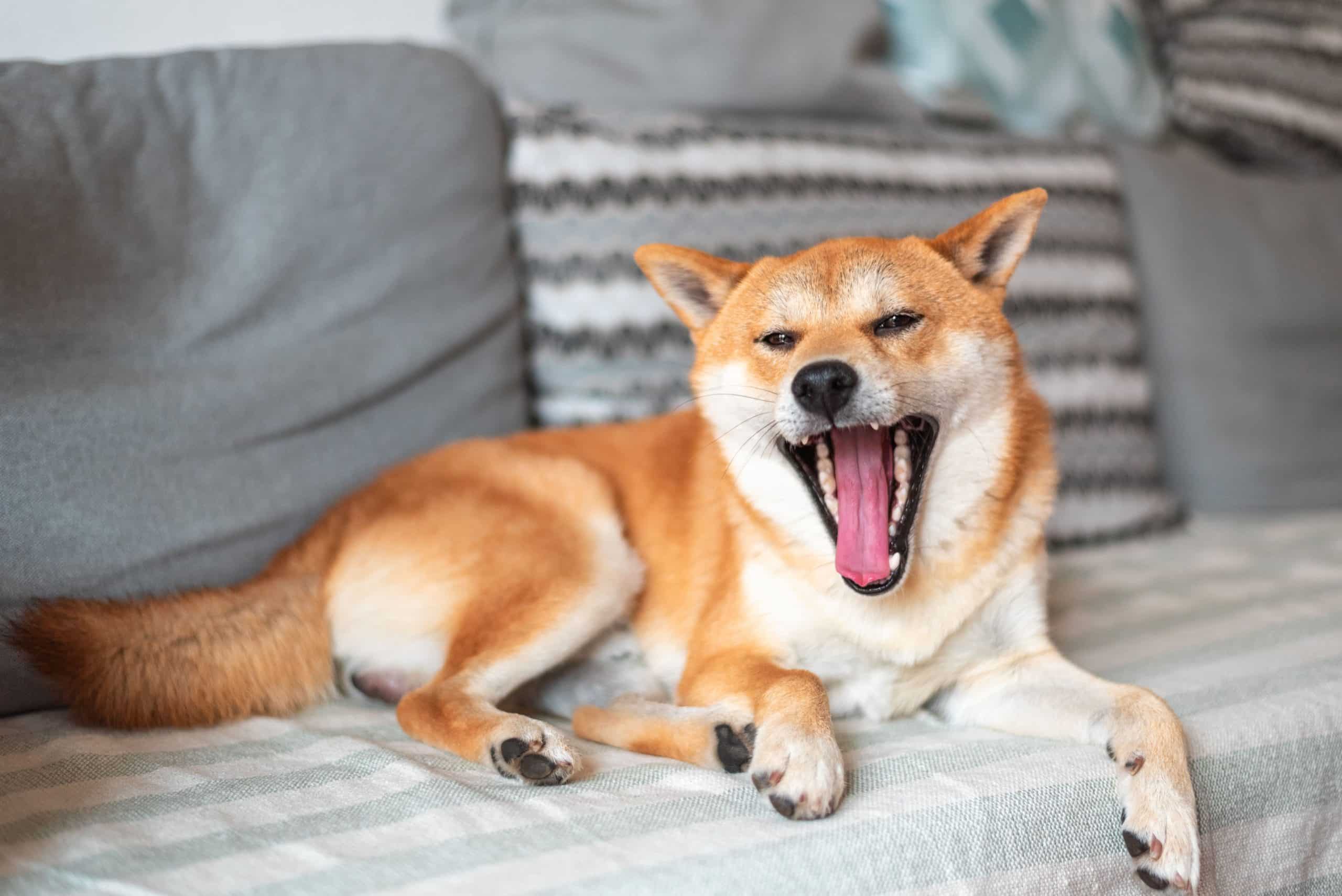 What Is Dog Burnout? Signs Your Pup Needs Rest, Not More Play - Very ...