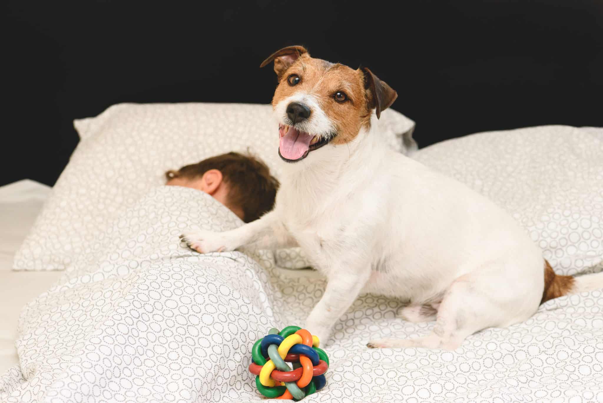 Why Dogs Are the Best Alarm Clocks? - Very Important Paws